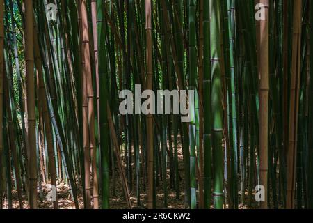The bamboo trunks create the green texture of the bamboo forest Stock ...