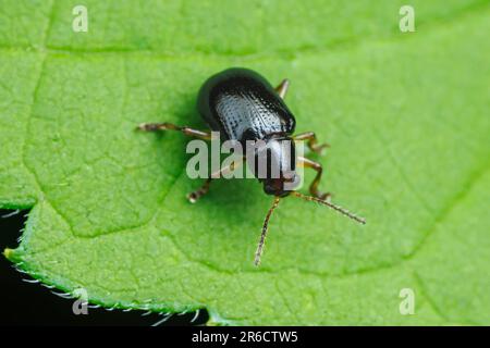 Leaf Beetle (Paria quadrinotata Stock Photo - Alamy
