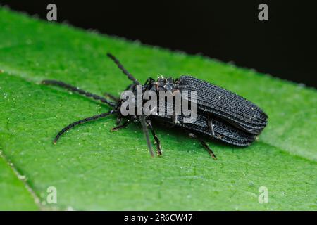 Net-winged Beetles (Erotides sculptilis) mating Stock Photo - Alamy