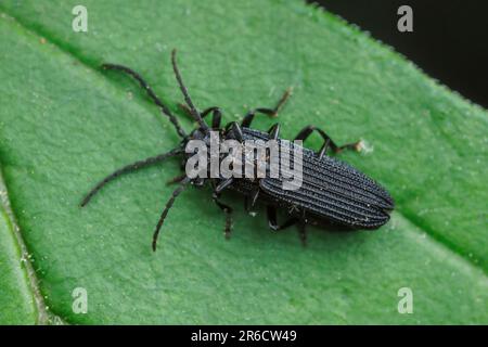 Net-winged Beetles (Erotides sculptilis) mating Stock Photo - Alamy