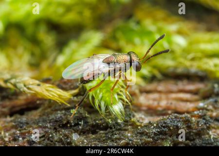 Encyrtid Wasp (Bothriothorax sp.) - Female Stock Photo - Alamy