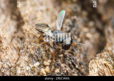Pteromalid Wasp (Habritys sp Stock Photo - Alamy