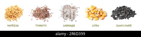 Set of vegetable seeds and its names on white background, top view ...