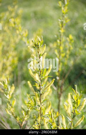 Willow bush. Willow blossom closeup. Spring background. Soft focus and ...