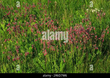 prairie smoke wildflowers in a meadow below the flint creek range near ...