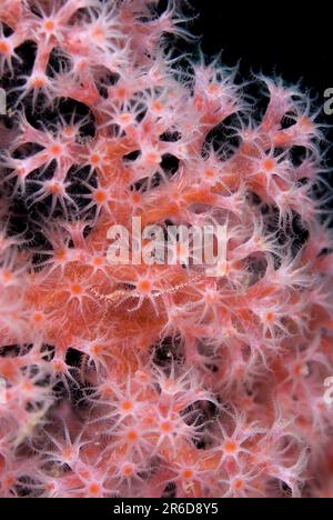 Divaricate Tree Coral, Spongodes sp, Batu Sandar dive site, Lembeh ...