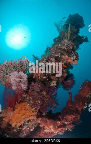 Coral-covered turret, with sun in background, Liberty Wreck dive site ...