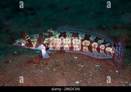 Reticulated Sandperch, Parapercis tetracantha, Seraya Beach Resort ...