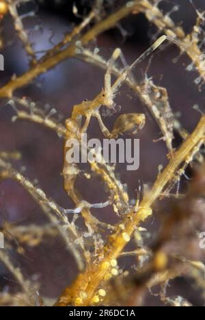 Golden Skeleton Shrimp, Metaprotella cf sandalensis, on Hydroid ...
