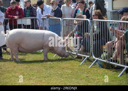 Large White Pigs at The Royal Cornwall Show, Wadebridge Stock Photo - Alamy