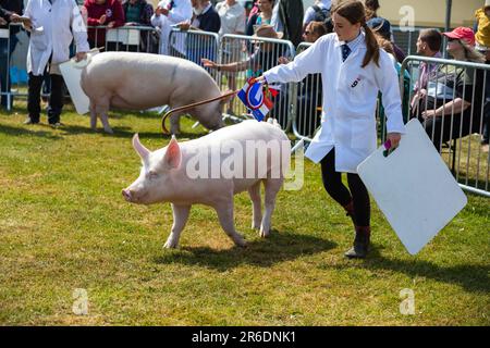 Large White Pigs at The Royal Cornwall Show, Wadebridge Stock Photo - Alamy