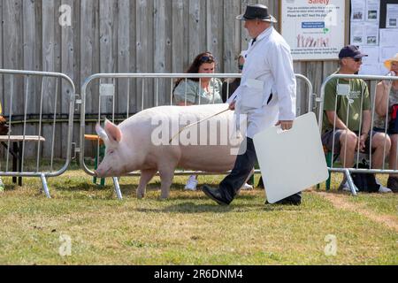 Large White Pigs at The Royal Cornwall Show, Wadebridge Stock Photo - Alamy