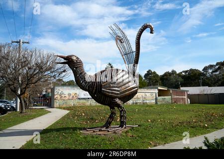 The Big Lyre Bird at Cann River Victoria Stock Photo - Alamy