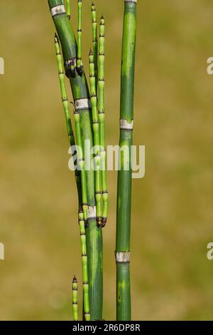 Equisetum Hyemale (Equisetum japonica), Dutch Rush, perennial herb ...