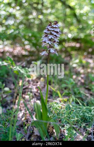 Crimean orchid Yatryshnik. Orchid Baltic iberika wild flower. High ...