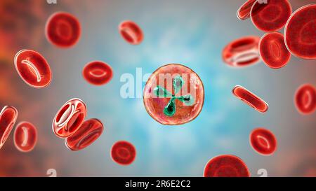Babesia parasites inside red blood cell, computer illustration. This is ...