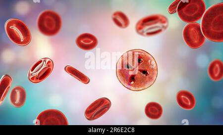 Babesia parasites inside red blood cell, computer illustration. This is ...