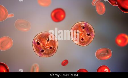 Babesia parasites inside red blood cell, computer illustration. This is ...