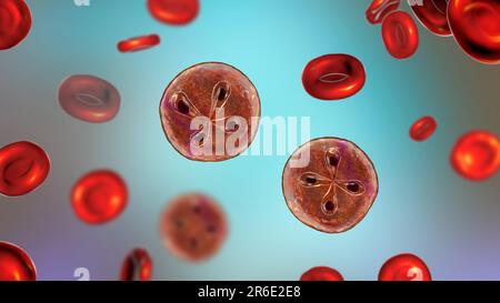 Babesia parasites inside red blood cell, computer illustration. This is ...