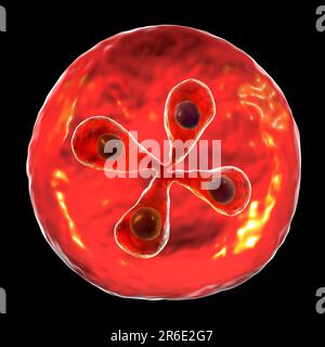 Babesia parasites inside red blood cell, computer illustration. This is ...