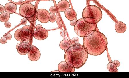 Computer illustration of the unicellular fungus (yeast) Candida auris ...