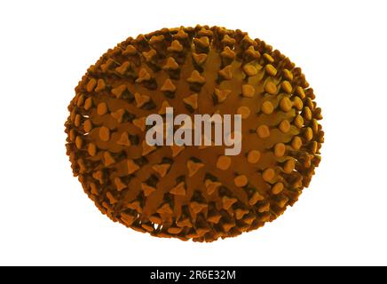 Flu viruse, computer illustration. Each virus consists of a core of RNA ...