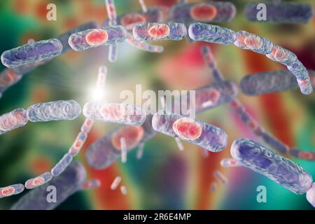 Anthrax bacteria, computer illustration. Anthrax bacteria (Bacillus ...