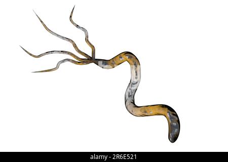 Gram-negative bacterium. Artwork of a prokaryotic, Gram-negative rod ...