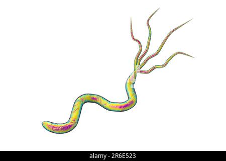 Helicobacter pylori bacterium, computer illustration. H. pylori is a gram-negative motile ...