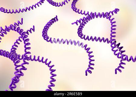 Leptospira bacteria,computer illustration.Leptospira is one of group of ...