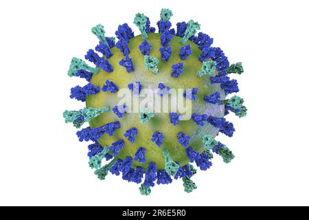 Respiratory syncytial virus (RSV) particles, computor illustration ...
