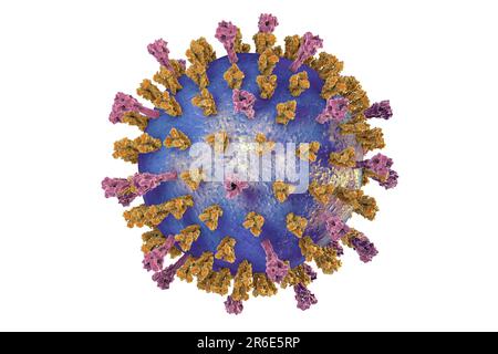 Respiratory syncytial virus (RSV) particles, computor illustration ...