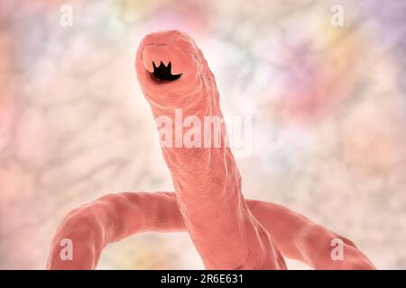 Computer illustration of the head of the parasitic hookworm ...