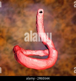 Computer illustration of the head of the parasitic hookworm ...