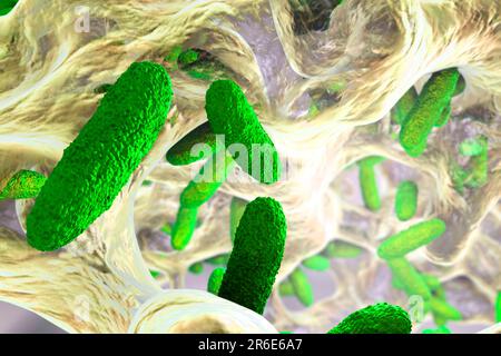 Klebsiella pneumoniae bacteria in biofilm, computer illustration. K ...