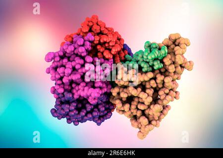 Cholera toxin, molecular model. Cholera toxin (choleragen) is a protein complex secreted by the ...