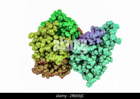 Cholera toxin, molecular model. Cholera toxin is a protein complex ...