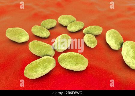 Computer illustration of Haemophilus influenzae, coccobacillus ...