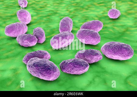 Computer illustration of Haemophilus influenzae, coccobacillus ...
