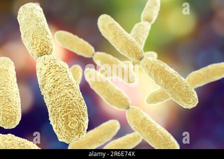 Illustration of Klebsiella pneumoniae bacteria. K. pneumoniae are Gram ...