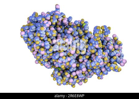 Ricin. Computer model of a molecule of the toxic protein ricin. It ...