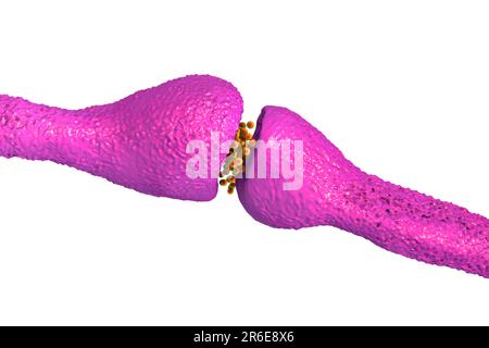 Synapse. Computer illustration of a synapse, the junction between two neurons. Synapses transmit ...