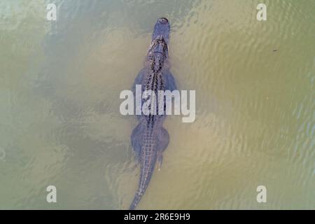 Aerial view of an adult American Alligator Stock Photo - Alamy