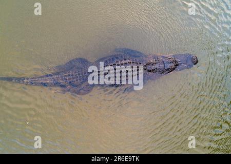 Aerial view of an adult American Alligator Stock Photo - Alamy