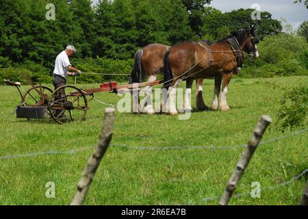 Shire horses in front of plough, Killarney National Park, County Kerry ...