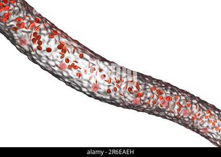 Blood vessel with blood cells, side view, computer illustration. Red ...