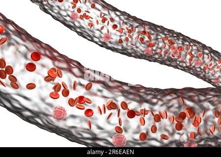 Blood vessel with blood cells, side view, computer illustration. Red ...