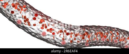 Blood vessel with blood cells, side view, computer illustration. Red ...