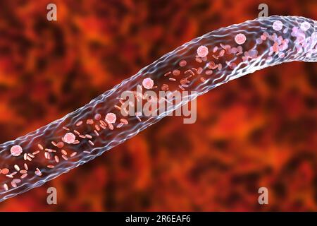 Blood vessel with blood cells, side view, computer illustration. Red ...