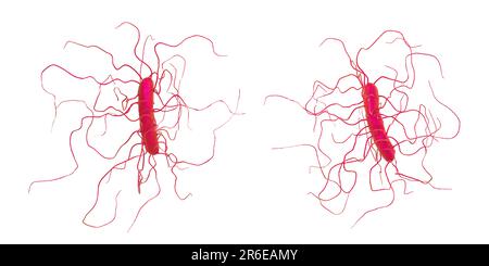 Clostridium difficile bacterium with peritricous flagella, computer ...